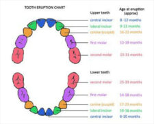 √ Free Printable Dental Chart Template