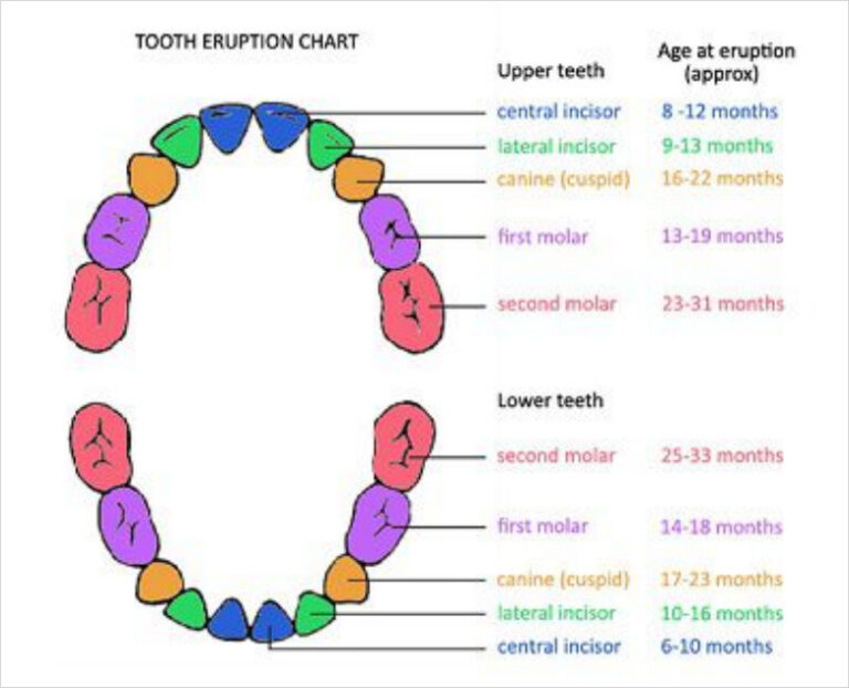 √ Free Printable Dental Chart Template