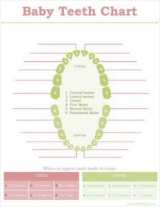 √ Free Printable Dental Chart Template