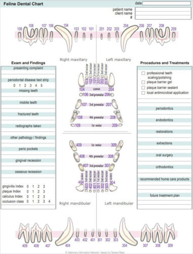 Feline Dental Chart Template | Templateral