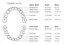 Primary Teeth Chart Template | Templateral