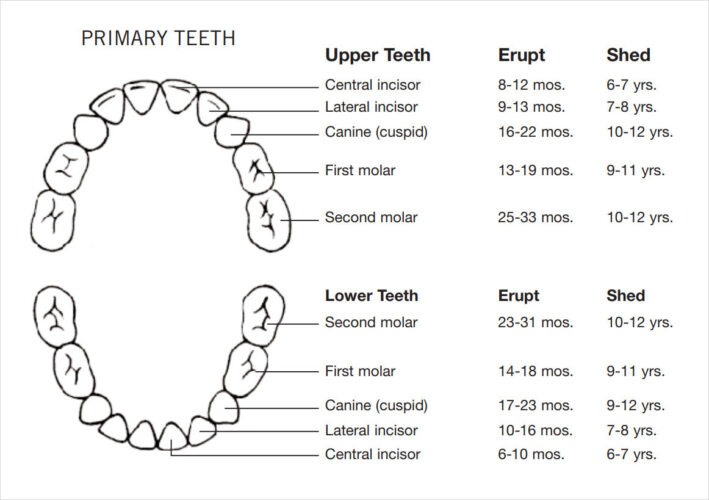 √ Free Printable Dental Chart Template