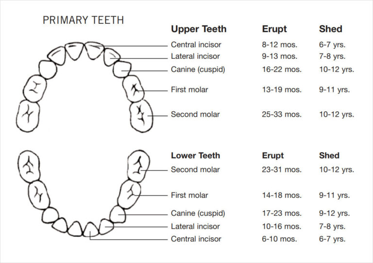 √ Free Printable Dental Chart Template