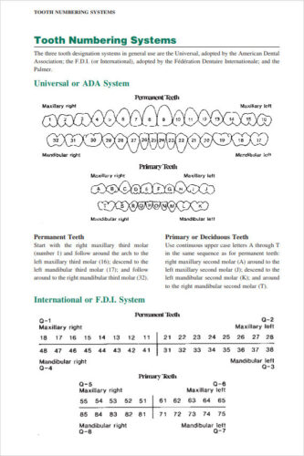 √ Free Printable Dental Chart Template