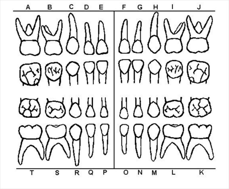 √ Free Printable Dental Chart Template